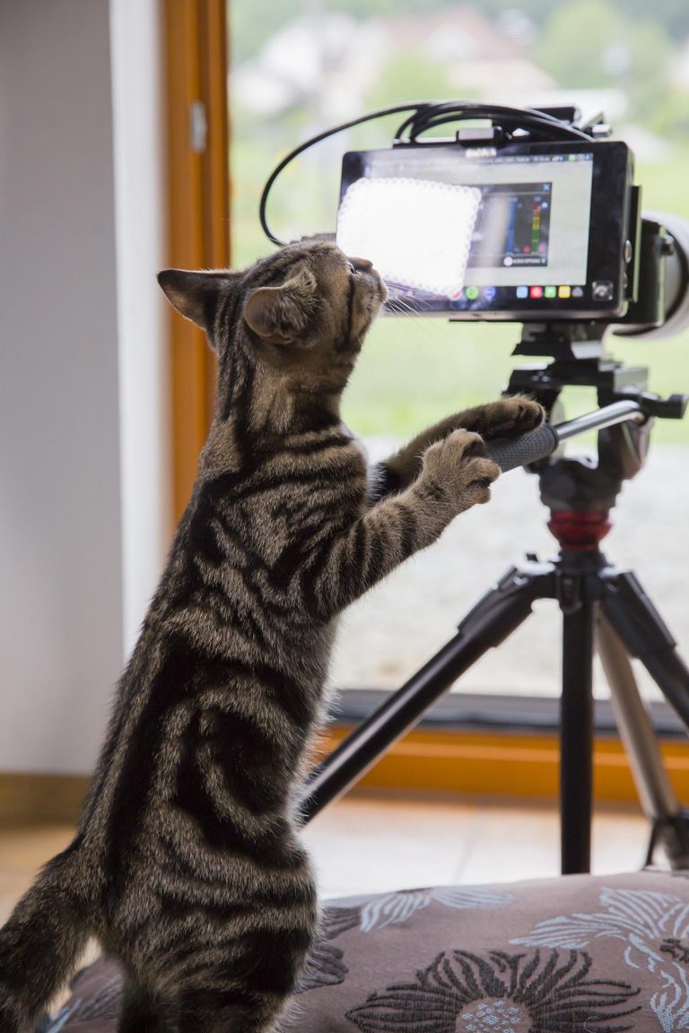 cat-behind-camera | Video Stock Footage